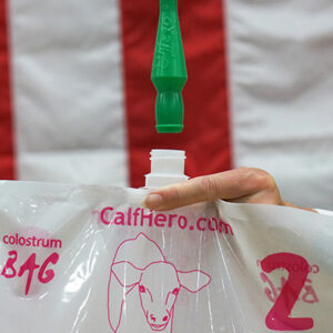 Feeding healthy calves on your terms | Golden Calf Company